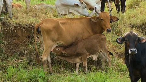 Utter Cows Stock Videos – Royalty-Free HD & 4K Videos | Pond5