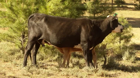 Milk Moms Stock Videos – Royalty-Free HD & 4K Videos | Pond5