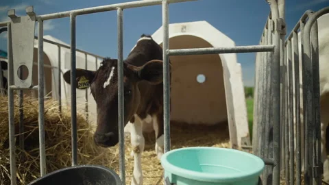 Calf looks at the camera. Cows breeding ... | Stock Video | Pond5