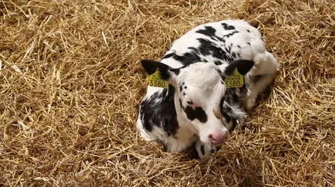 Calf lying on hay, dairy farm, Netherlan... | Stock Video | Pond5