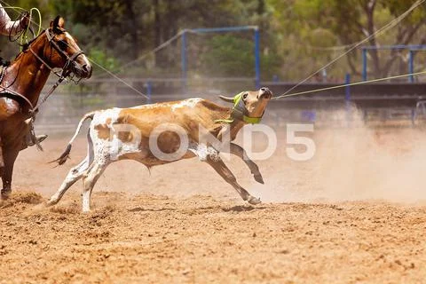 Calf Roping Competition At An Australian Rodeo ~ Premium Photo #139121179