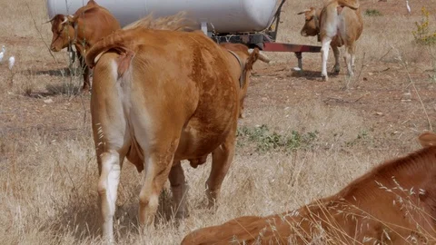 Cow Pooping Stock Videos – Royalty-Free HD & 4K Videos | Pond5