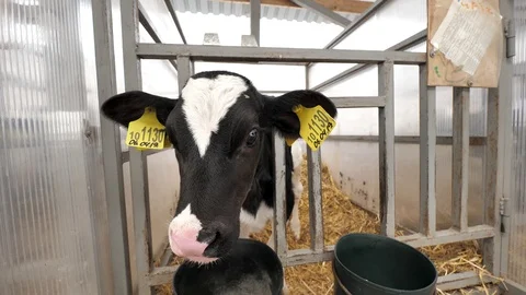 Calf sticks head through fence | Stock Video | Pond5