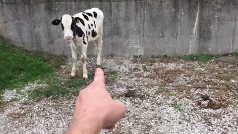 Udder Stock Footage ~ Royalty Free Stock Videos | Page 8