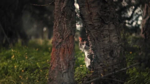 Calico Cat behind a Tree in an Animal Sh... | Stock Video | Pond5