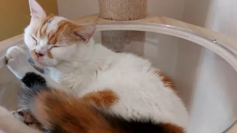 Sleeping Persian Cat Stock Videos – Royalty-Free HD & 4K Videos