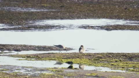 Calidris alba. Sanderling is probing for... | Stock Video | Pond5