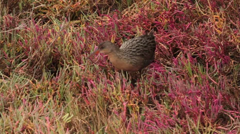 CALIFORNIA CLAPPER RAIL/Ridgway's Rail, ... | Stock Video | Pond5