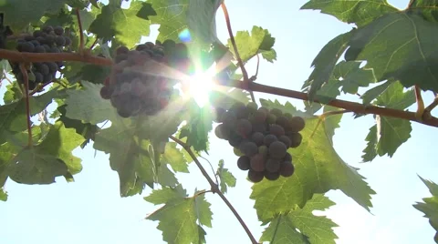 Stock Anpa Stock Videos – Royalty-Free HD & 4K Videos | Pond5