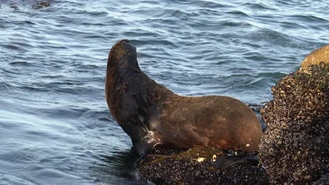 California Sea Lion Discharges Urine; Go... | Stock Video | Pond5