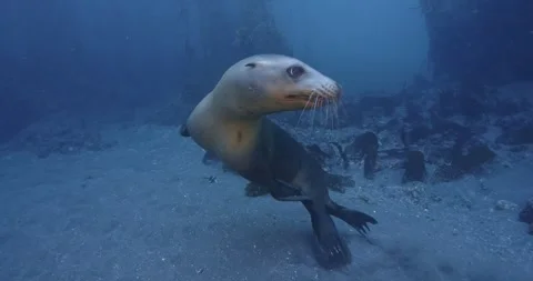 California sealion hams it up for camera | Stock Video | Pond5