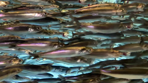 The Californian anchovy or northern anch... | Stock Video | Pond5