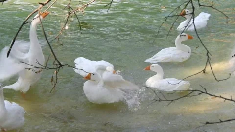 Wild Call Duck Stock Videos – Royalty-Free HD & 4K Videos | Pond5