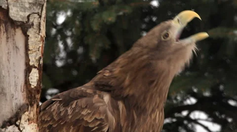 Animal2 Sound Track Stock Videos – Royalty-Free HD & 4K Videos