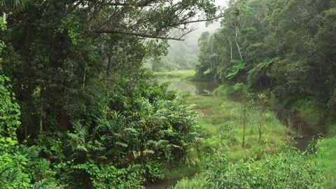 Calm morning in African jungle, rainfore... | Stock Video | Pond5