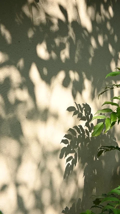 Sunshine Overlay Stock Videos – Royalty-Free HD & 4K Videos | Page 5