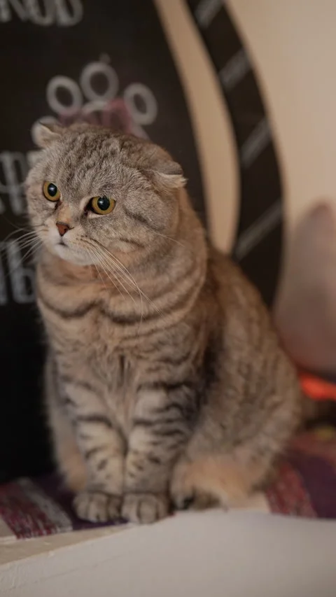 Fold Folded Stock Videos – Royalty-Free HD & 4K Videos | Pond5