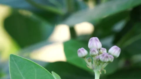 Calotropis gigantea (Biduri, crown flowe... | Stock Video | Pond5