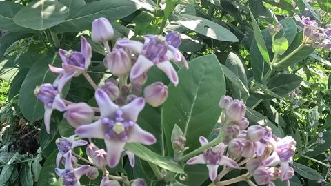 Calotropis gigantea (Biduri, crown flowe... | Stock Video | Pond5