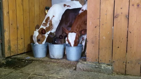 Cowcow Milk Drink Stock Videos – Royalty-Free HD & 4K Videos