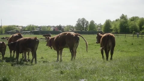 Calves in the pasture. A yearling heifer... | Stock Video | Pond5