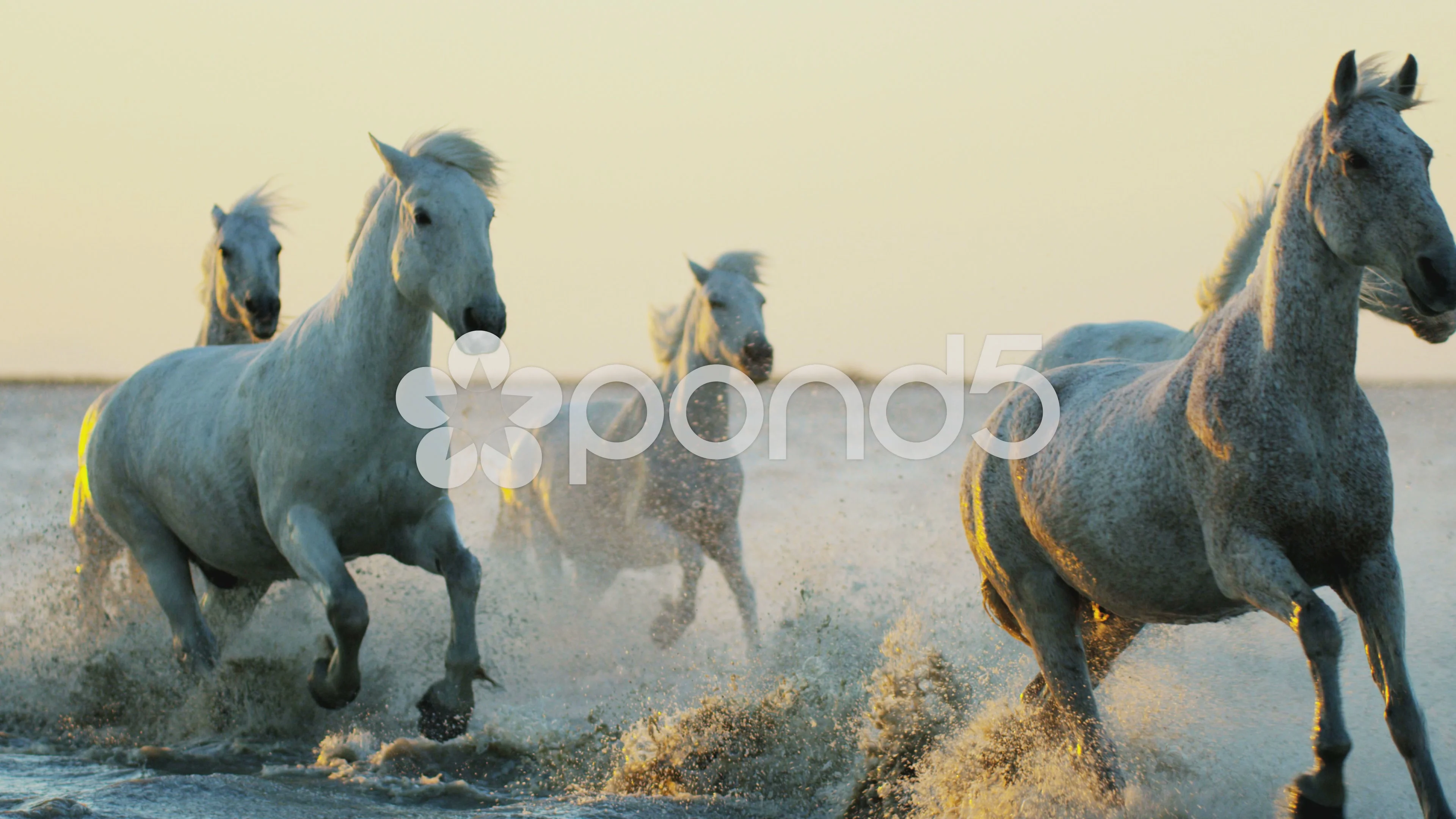 Wild White Horse Running In Water Animal Photos On Camargue Horses