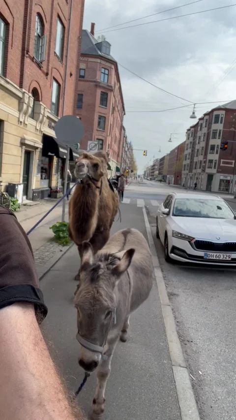 Donkey Walk Stock Videos – Royalty-Free HD & 4K Videos