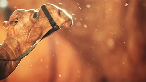 camel figure dust background hd footage | Stock Video | Pond5