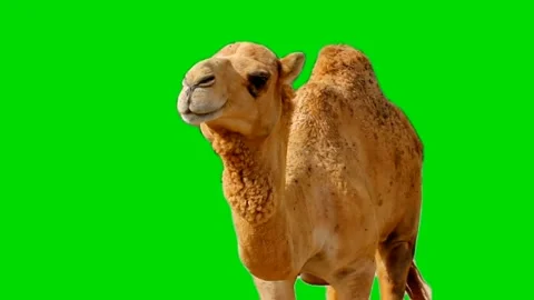 Green Screen Camel Stock Video Footage | Royalty Free Green Screen ...