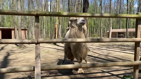 Peeing Show Stock Videos – Royalty-Free HD & 4K Videos