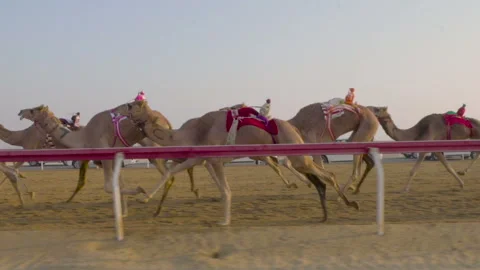 Camel race in desert in Persian Gulf, Ar... | Stock Video | Pond5