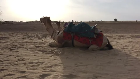Camel Relaxing at Sunset in Thar Desert ... | Stock Video | Pond5