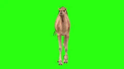 Camel Running Cycle Front View Isolated ... | Stock Video | Pond5
