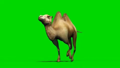 Green Screen Camel Stock Videos – Royalty-Free HD & 4K Videos