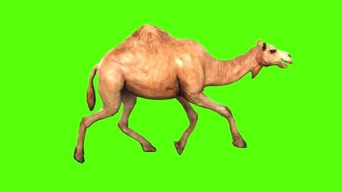 Camel Running Green Screen Animation and... | Stock Video | Pond5
