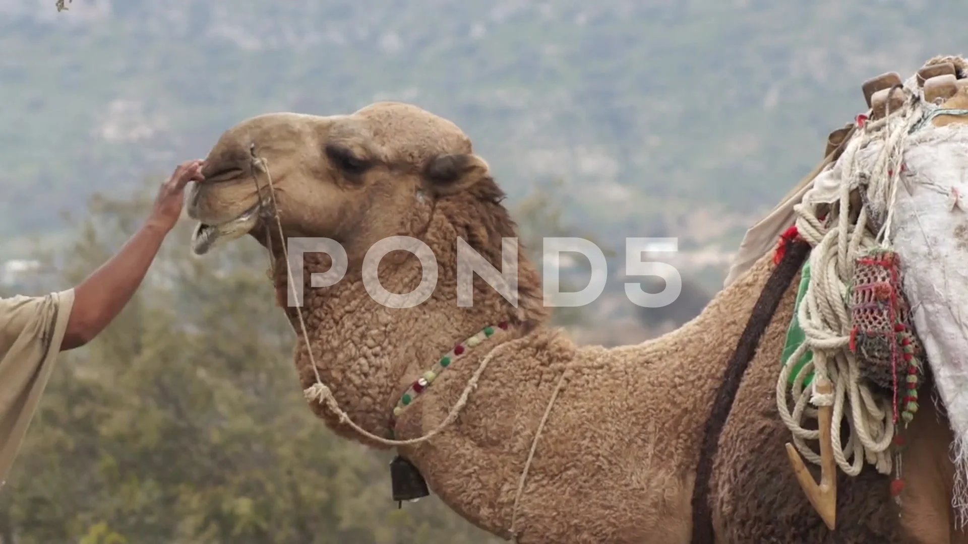 Camel Weed Cigarettes