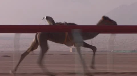 Camel Racing Stock Footage ~ Royalty Free Stock Videos | Pond5