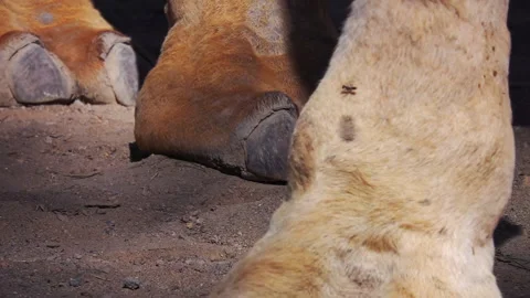 Camel Toes on Sand. Extreme Close Up Sho... | Stock Video | Pond5