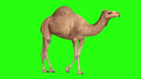 Camel walking Cycle Loopable Isolated on... | Stock Video | Pond5