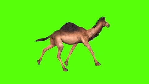 Camel walking Green Screen Animation and... | Stock Video | Pond5