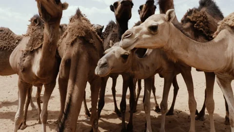 Camels Hump Water Stock Videos – Royalty-Free HD & 4K Videos