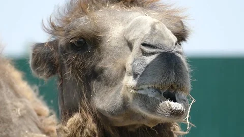 Camels with saliva in its mouth in slow ... | Stock Video | Pond5