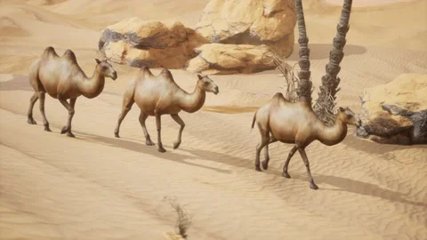 Camels Walk slow in the Desert, Oasis, P... | Stock Video | Pond5