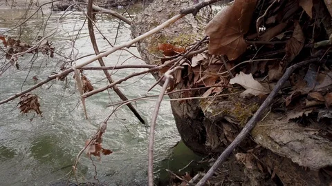 Camera booms up from tree roots to revea... | Stock Video | Pond5
