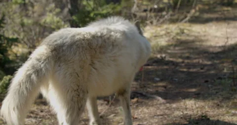 Camera follows behind wolf walking throu... | Stock Video | Pond5
