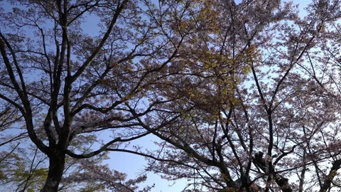 Camera looks up to the tree branches and... | Stock Video | Pond5