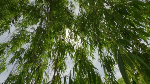 Moves Moves Stock Videos – Royalty-Free HD & 4K Videos | Pond5