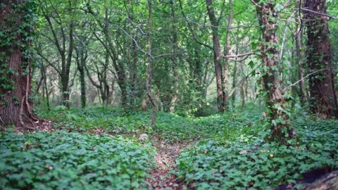 Camera moves along path through lush for... | Stock Video | Pond5