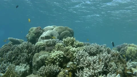 Camera moves around the coral reef. Colo... | Stock Video | Pond5