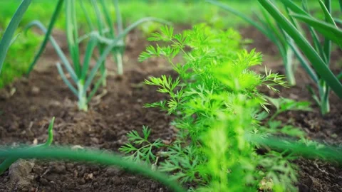 @ Forward Feather Stock Videos – Royalty-Free HD & 4K Videos | Pond5